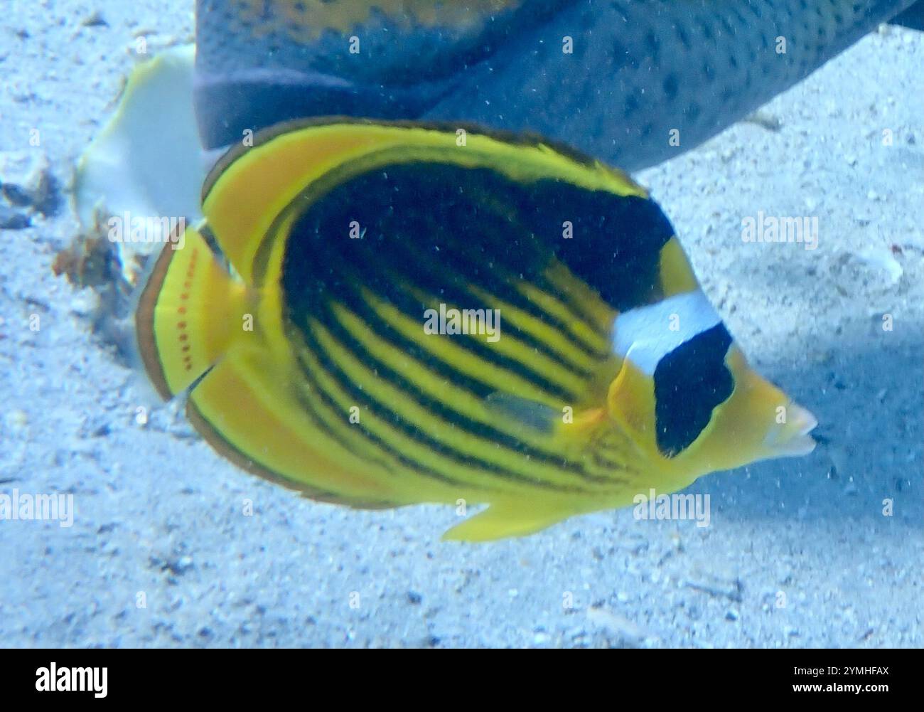 Red Sea Raccoon Butterflyfish (Chaetodon fasciatus Stock Photo - Alamy