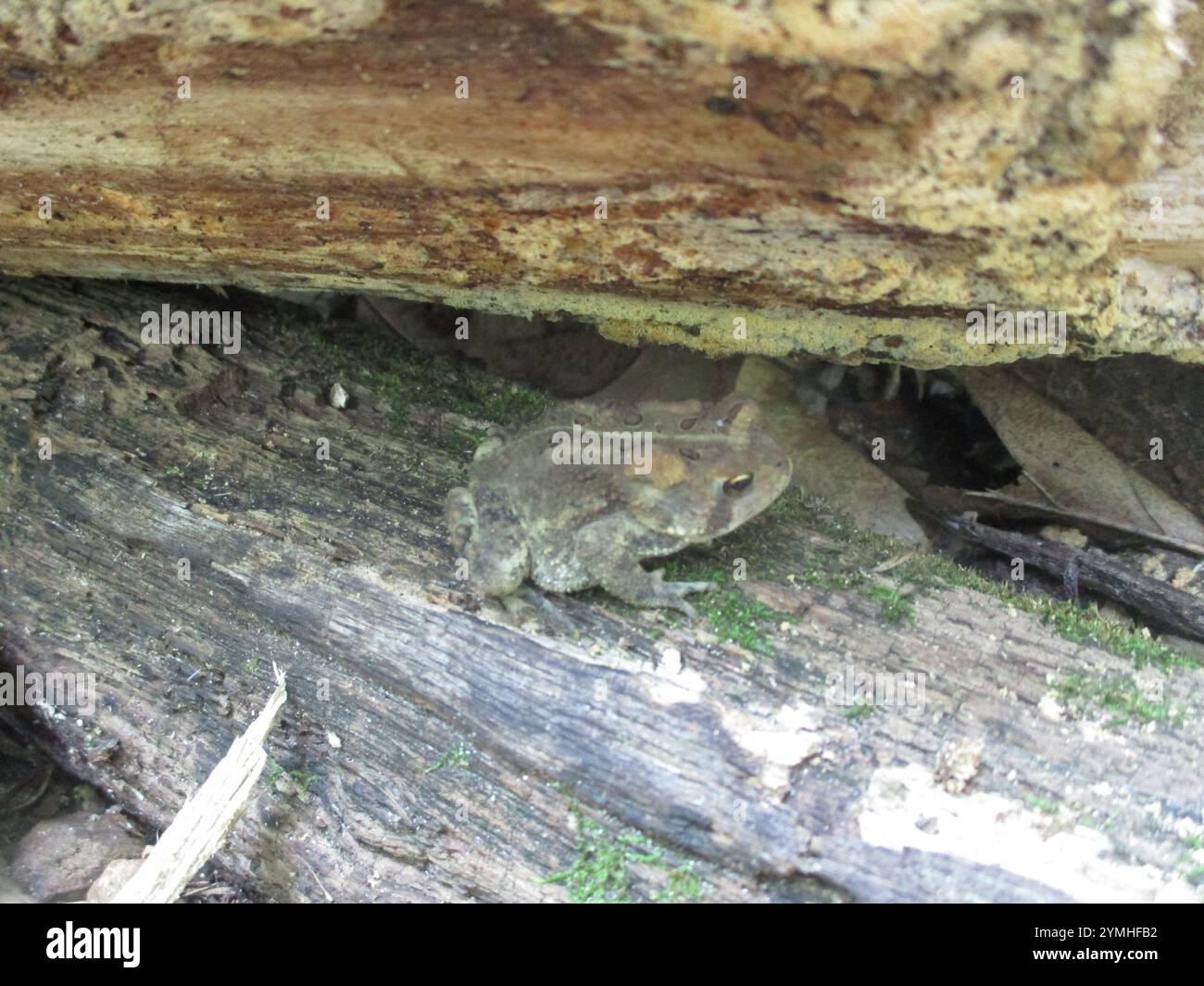 Eastern American Toad (Anaxyrus americanus americanus Stock Photo - Alamy