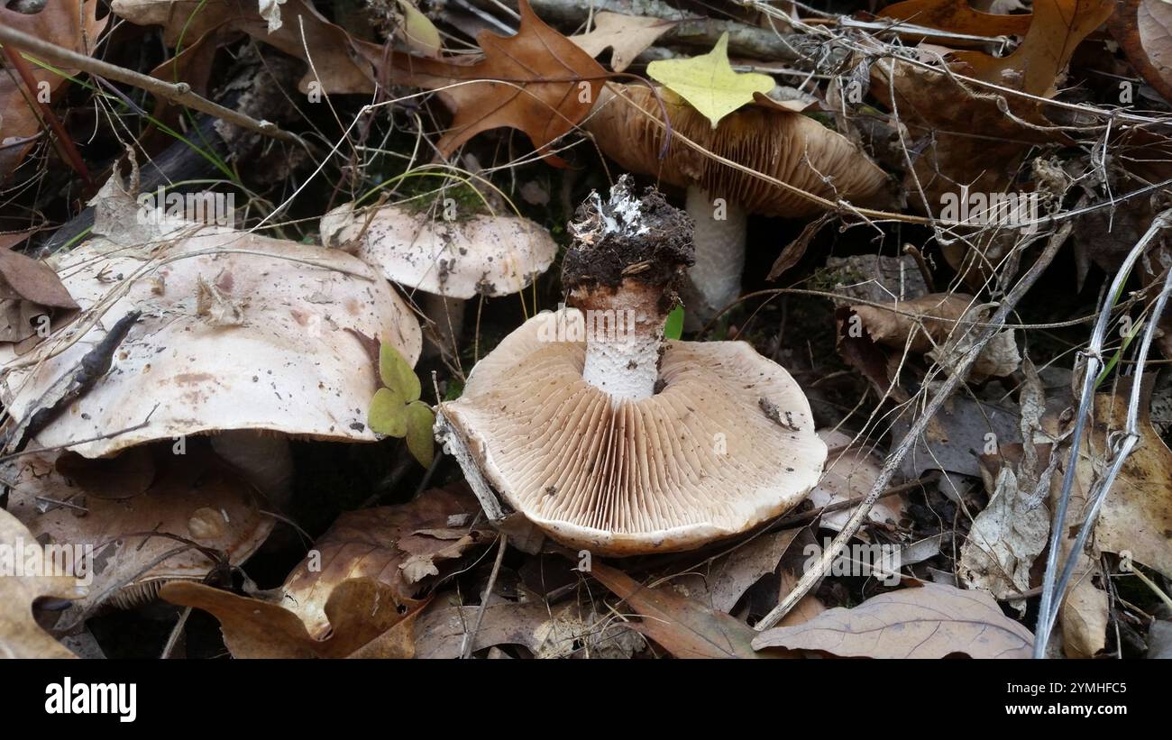 Bitter poisonpie hi-res stock photography and images - Alamy