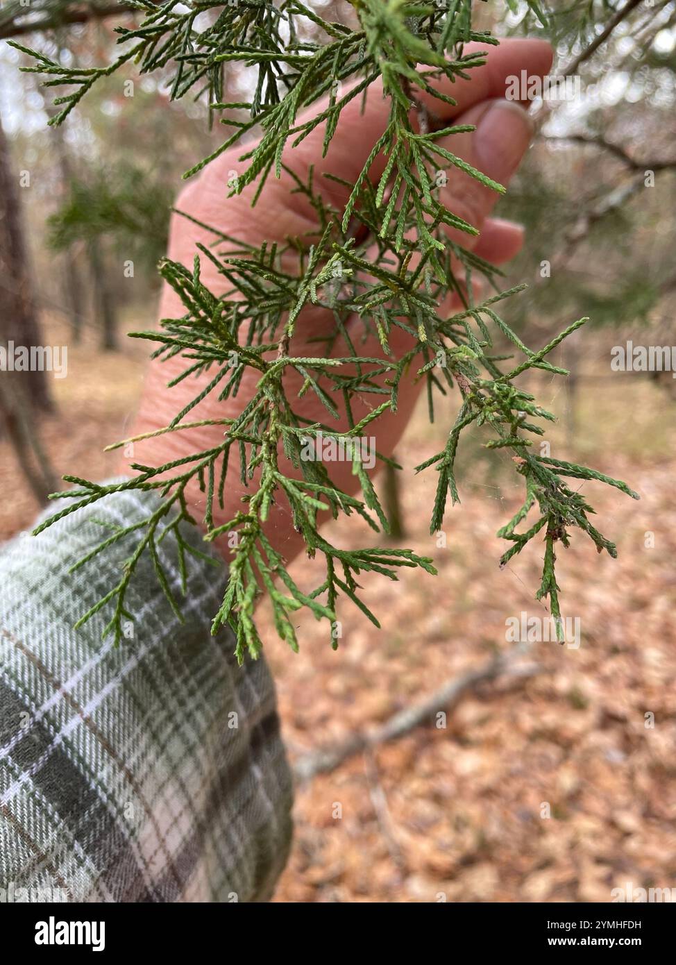 eastern redcedar (Juniperus virginiana Stock Photo - Alamy
