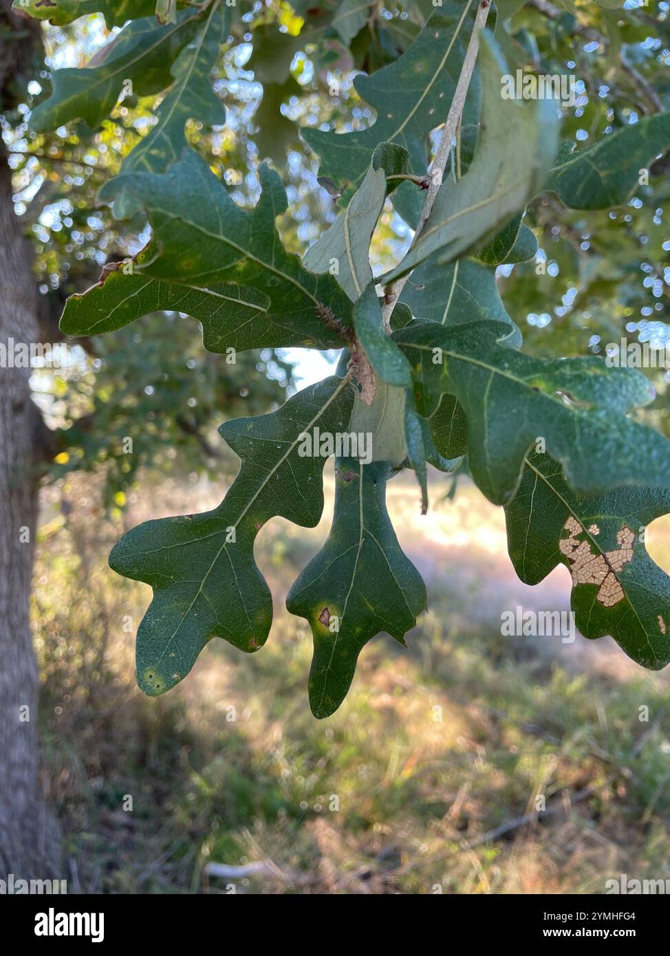 post oak (Quercus stellata Stock Photo - Alamy