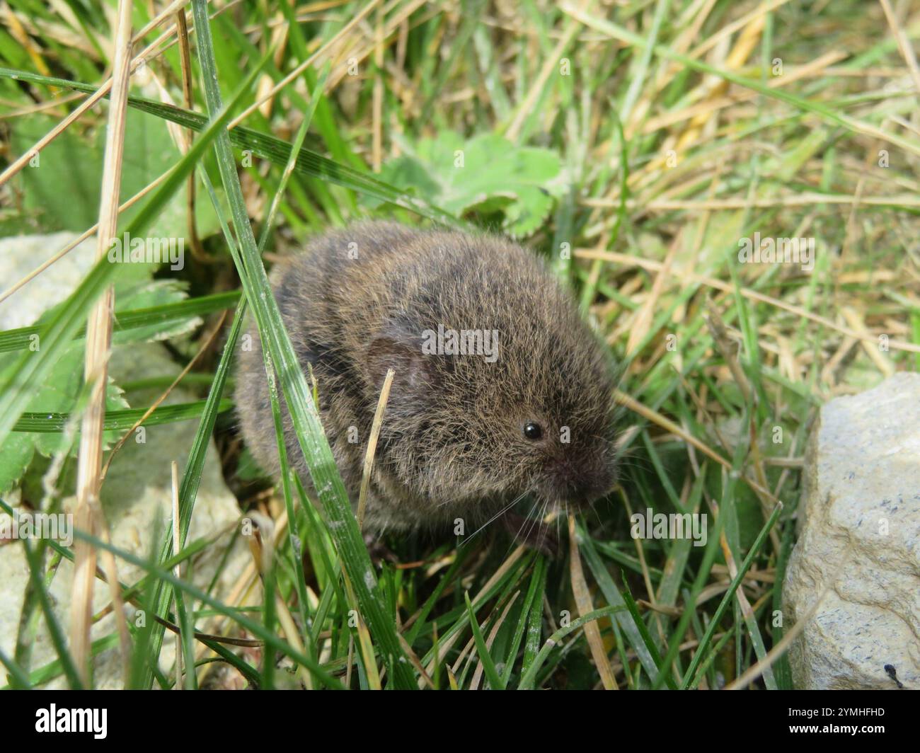 For water voles hi-res stock photography and images - Alamy