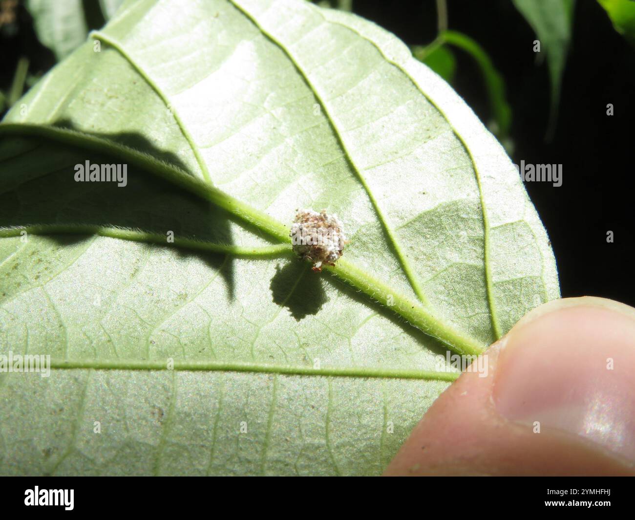 Antlions, Lacewings, and Allies (Neuroptera Stock Photo - Alamy