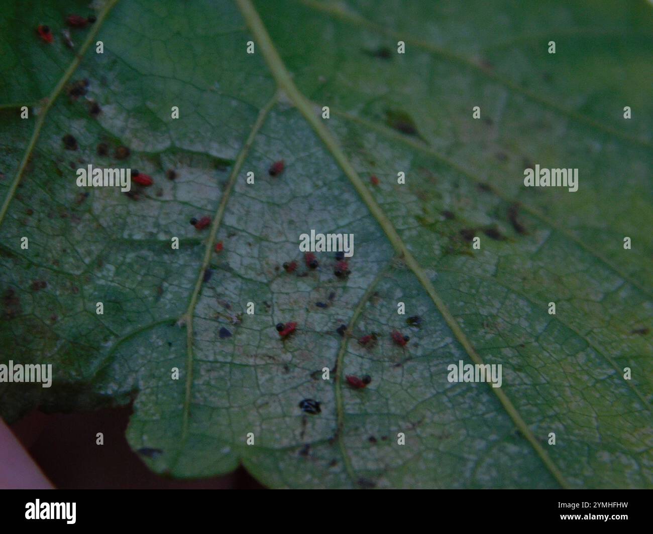 Common Thrips (Thripidae Stock Photo - Alamy