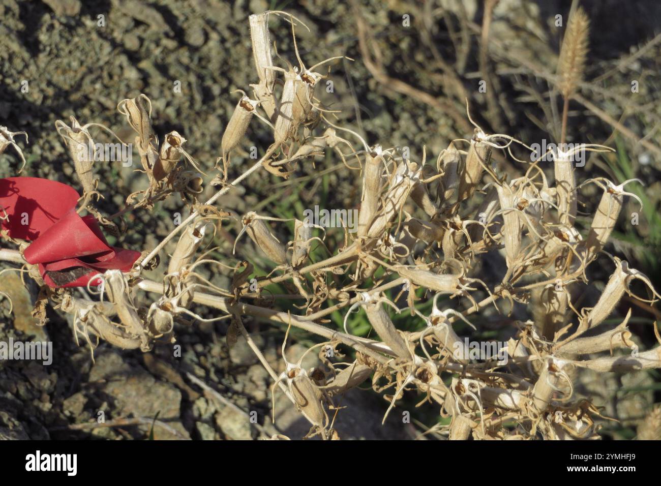 Giant Blazingstar (Mentzelia laevicaulis Stock Photo - Alamy