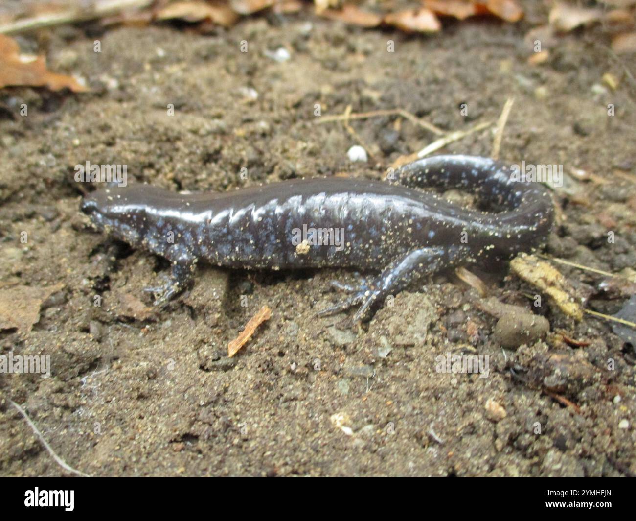Unisexual Mole Salamander (Ambystoma unisexual Stock Photo - Alamy