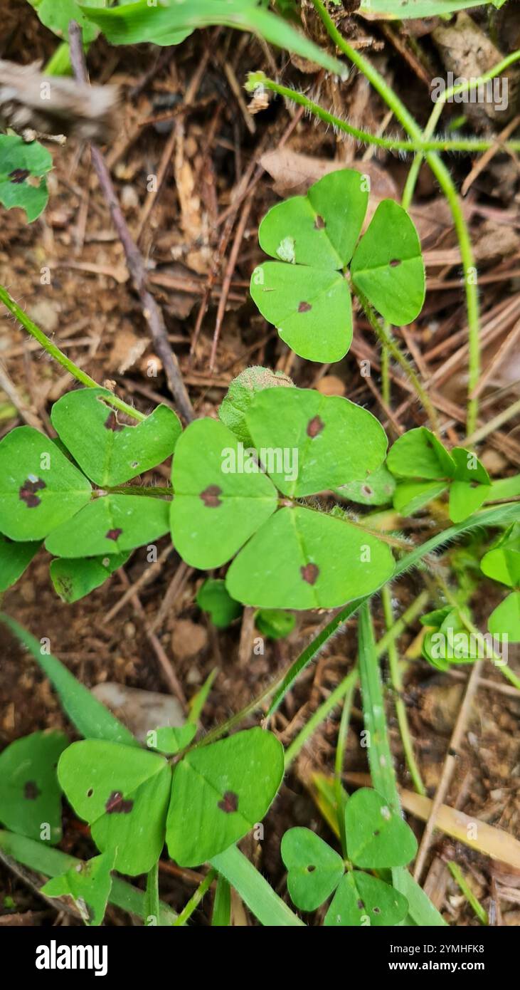 Spotted medick (Medicago arabica Stock Photo - Alamy