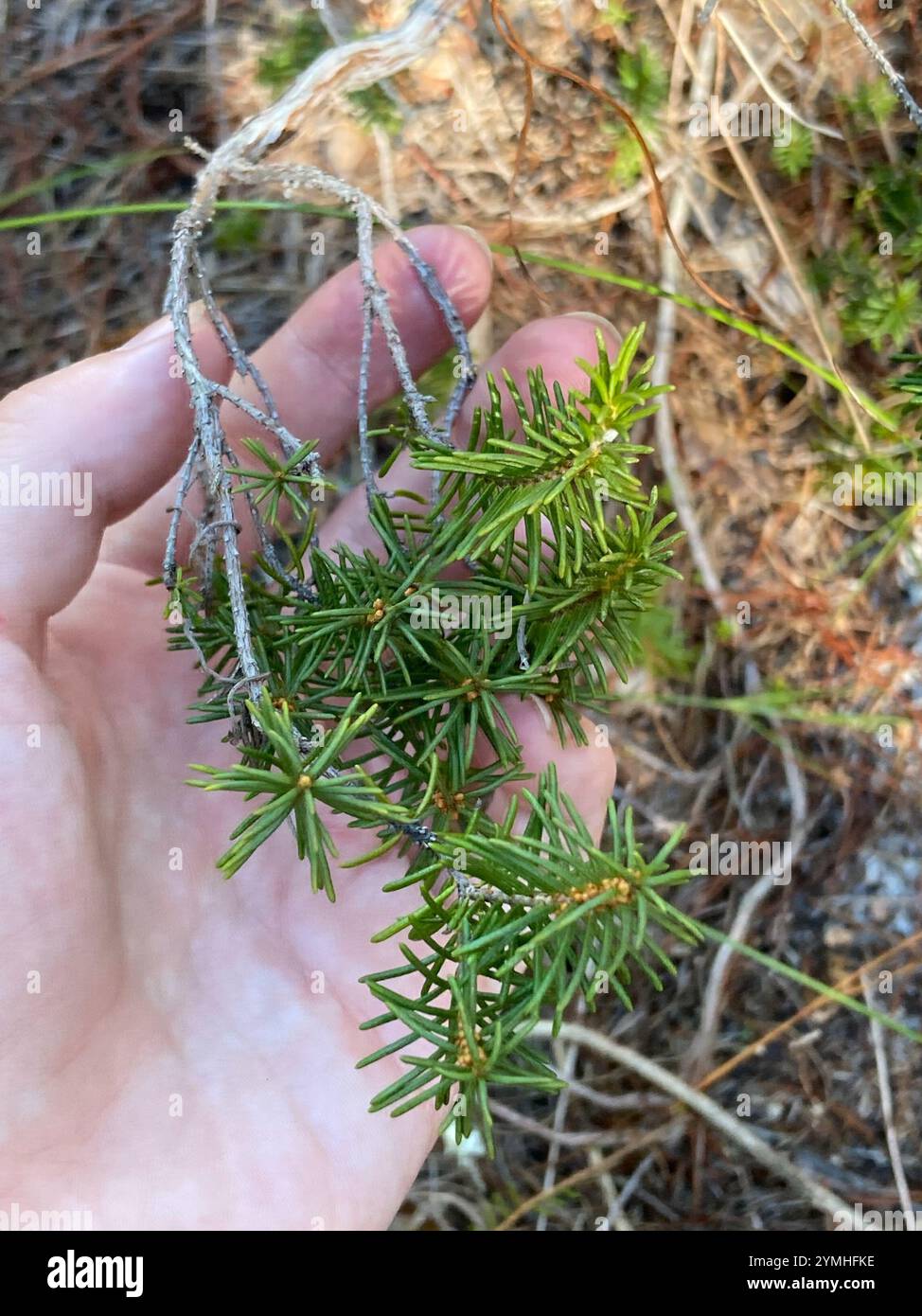 Florida rosemary (Ceratiola ericoides Stock Photo - Alamy
