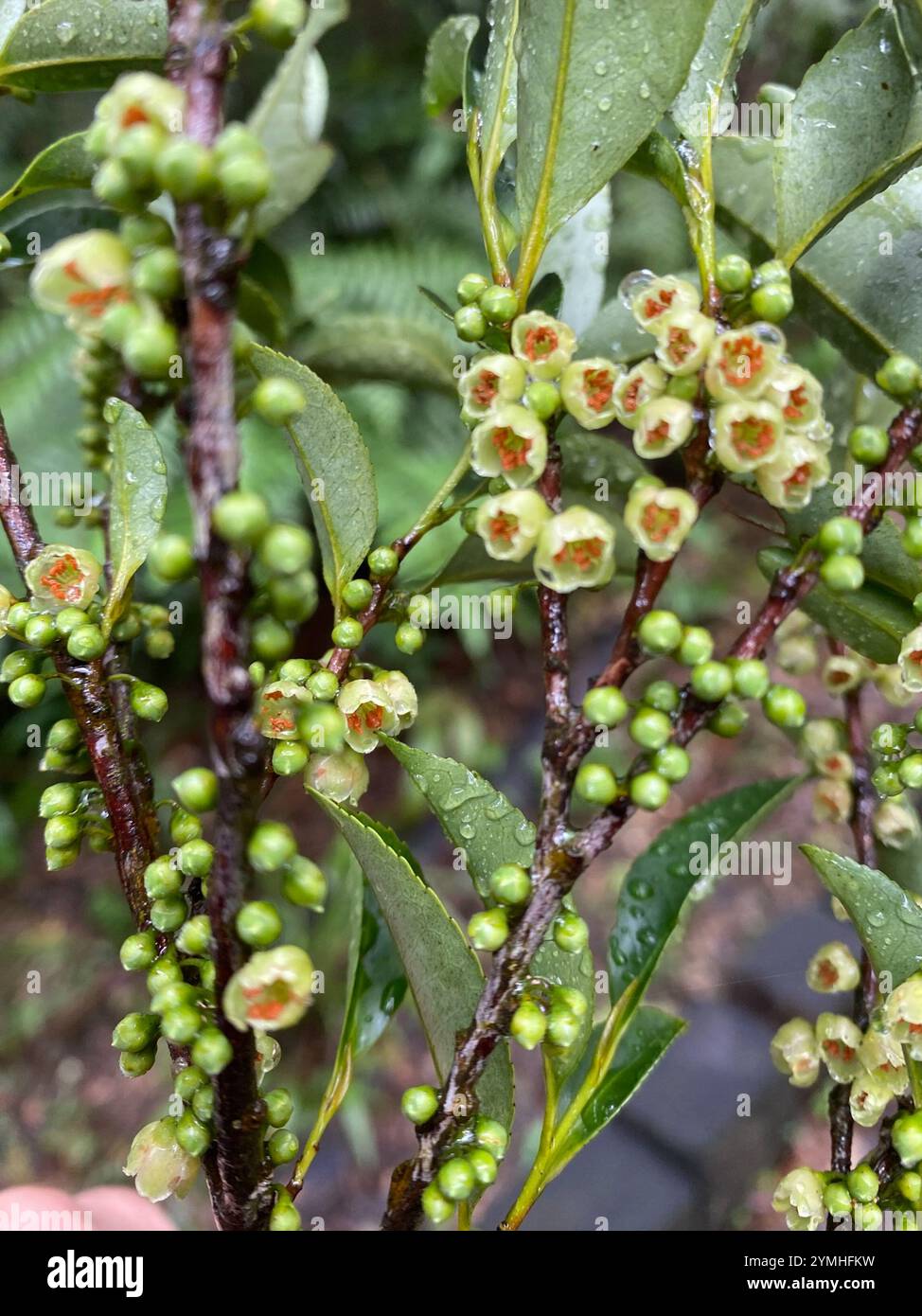 Japanese Eurya (Eurya japonica Stock Photo - Alamy