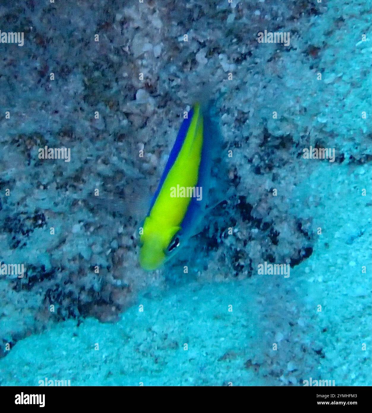 Sunrise Dottyback (Pseudochromis flavivertex Stock Photo - Alamy