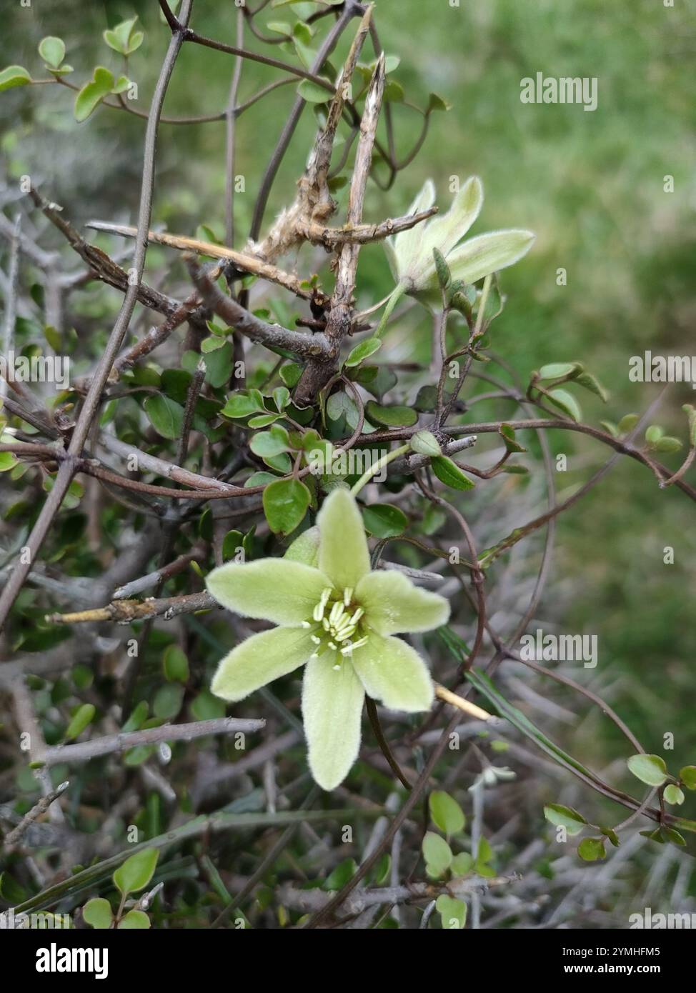 Forster's Clematis (Clematis forsteri Stock Photo - Alamy