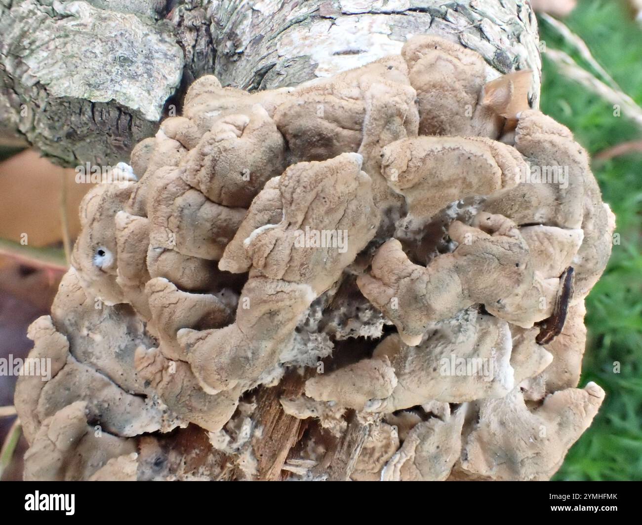 Hypocreaceae hi-res stock photography and images - Alamy