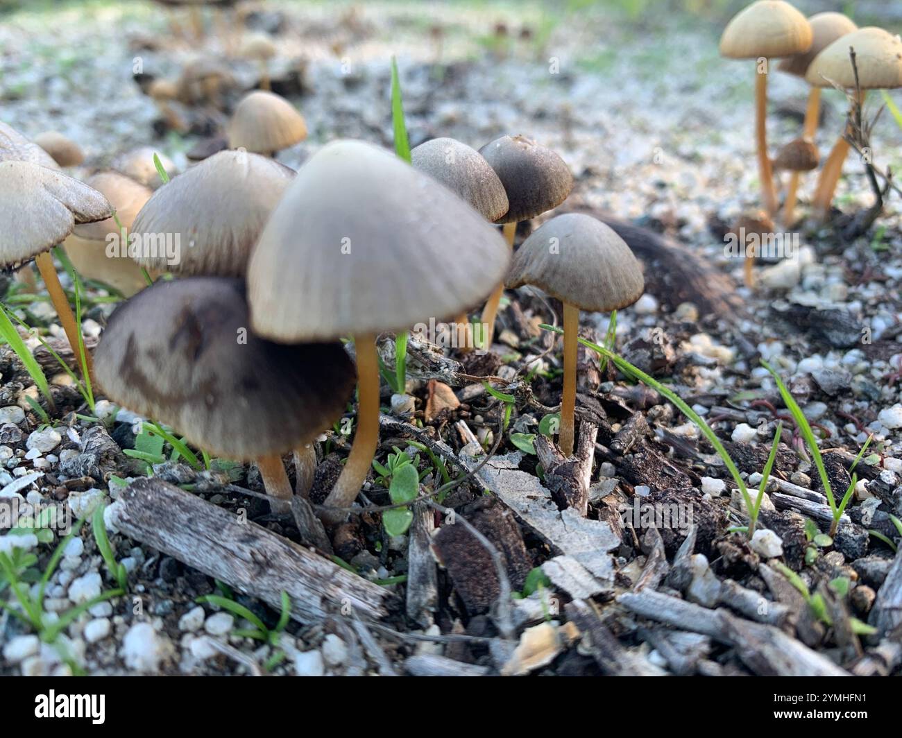 Brittlestems and Allies (Psathyrellaceae Stock Photo - Alamy