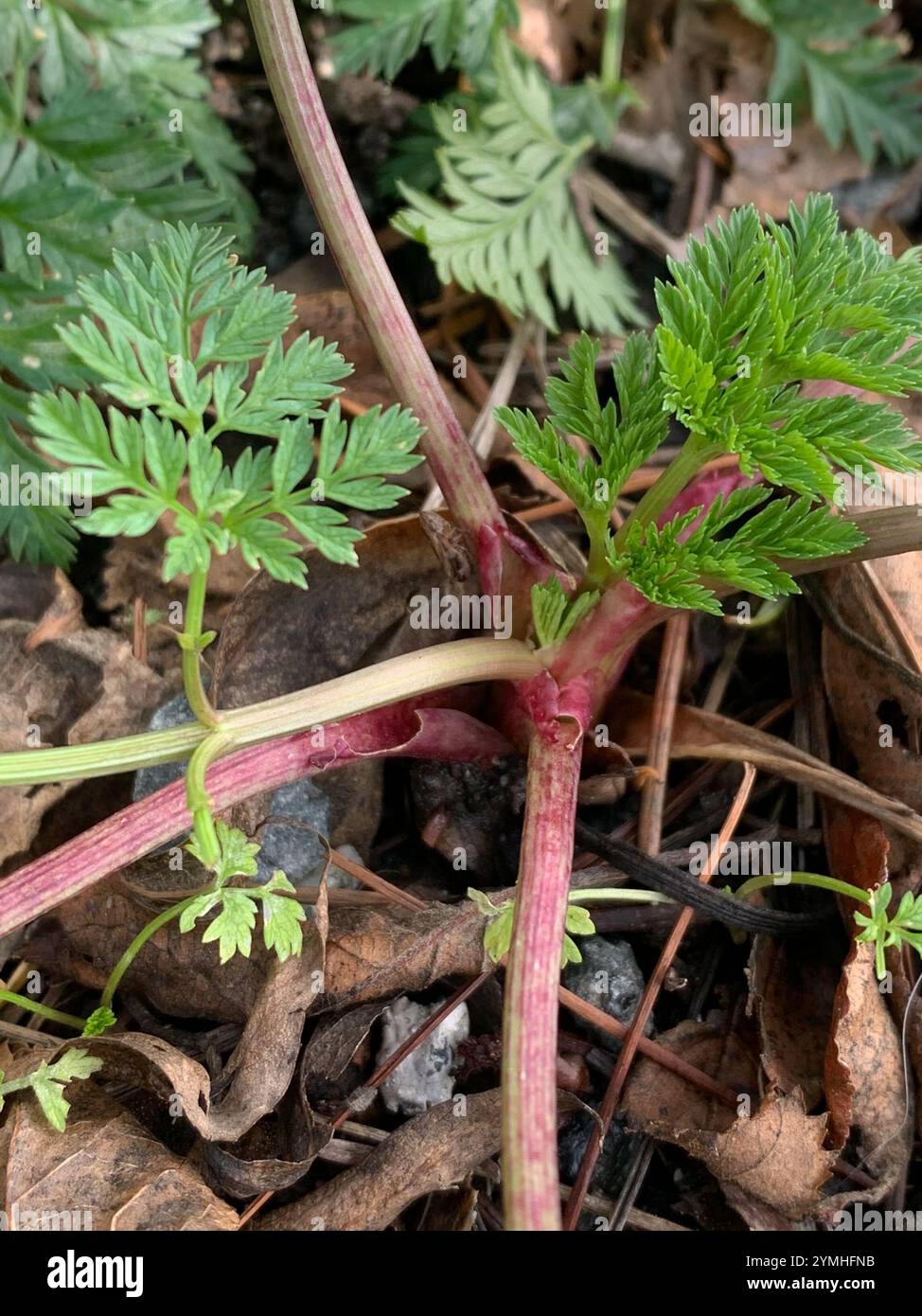 poison hemlock (Conium maculatum Stock Photo - Alamy
