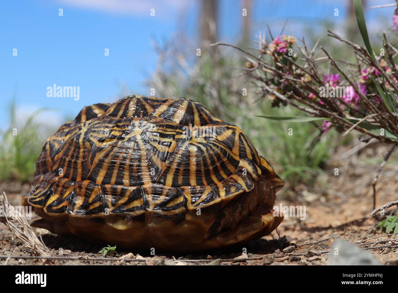 Southern tent tortoise (Psammobates tentorius tentorius Stock Photo - Alamy