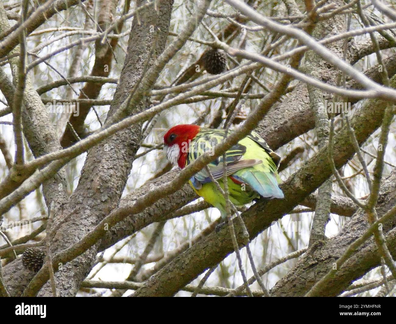 Eastern Rosella (Platycercus eximius Stock Photo - Alamy