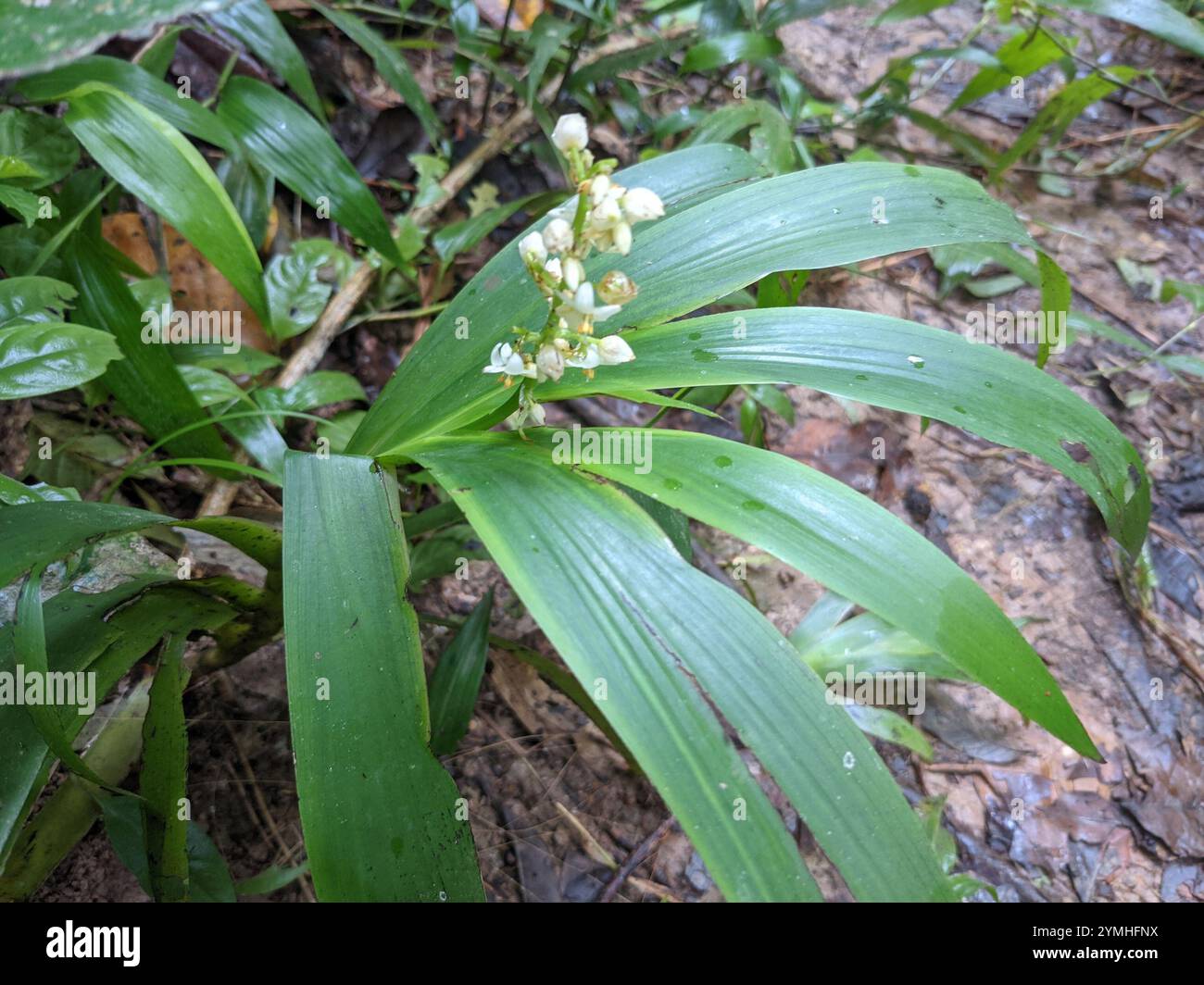 palmita (Xiphidium caeruleum Stock Photo - Alamy