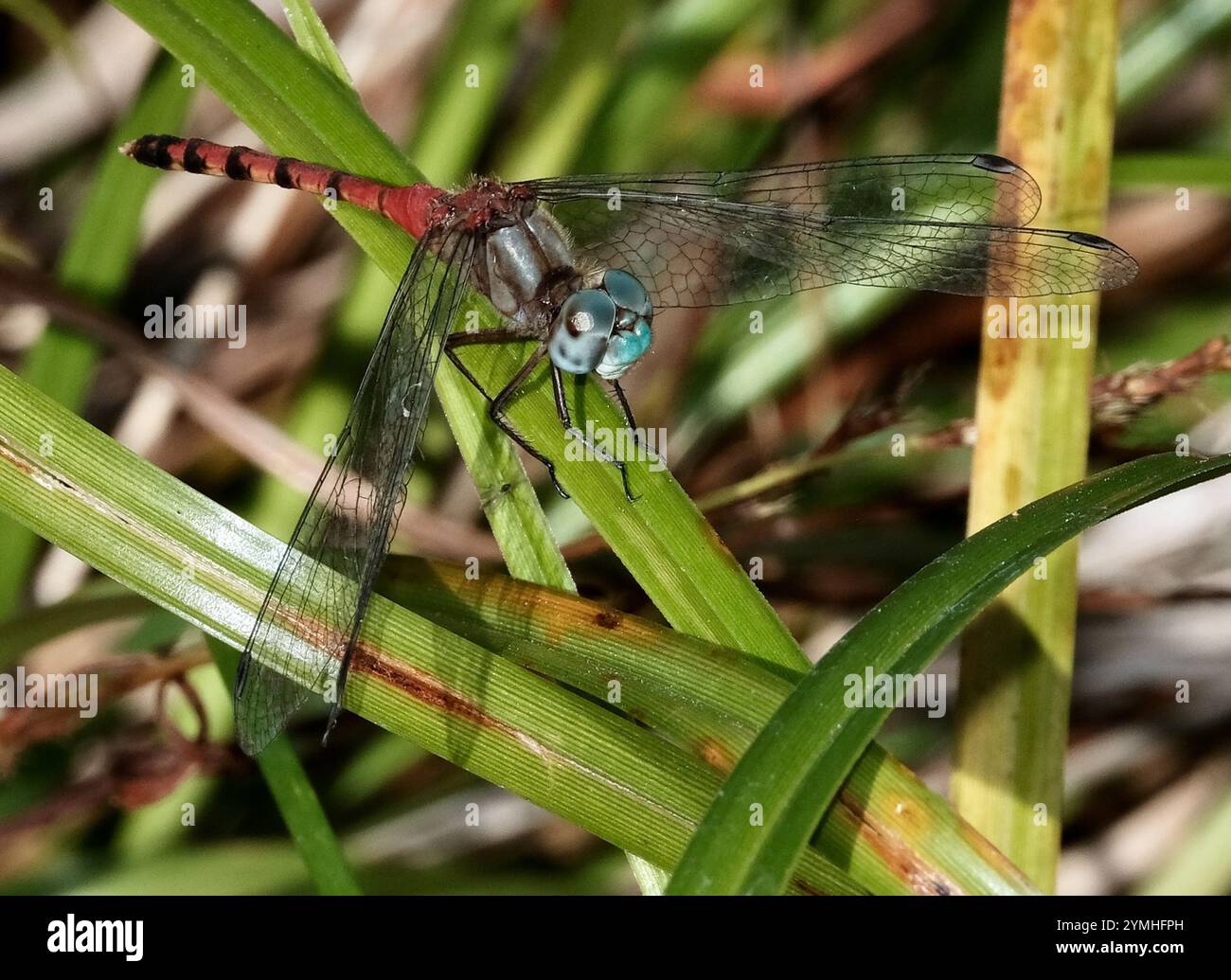 Blue-faced Meadowhawk (Sympetrum ambiguum Stock Photo - Alamy