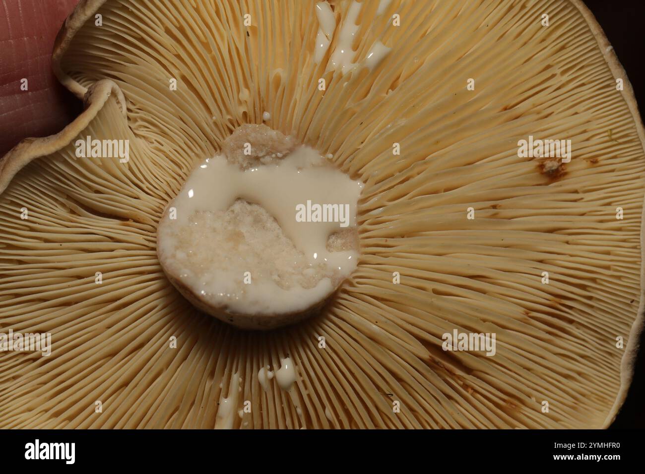 Brown Roll-Rim (Paxillus involutus Stock Photo - Alamy