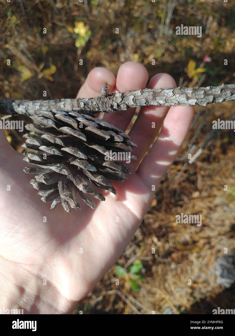 pond pine (Pinus serotina Stock Photo - Alamy