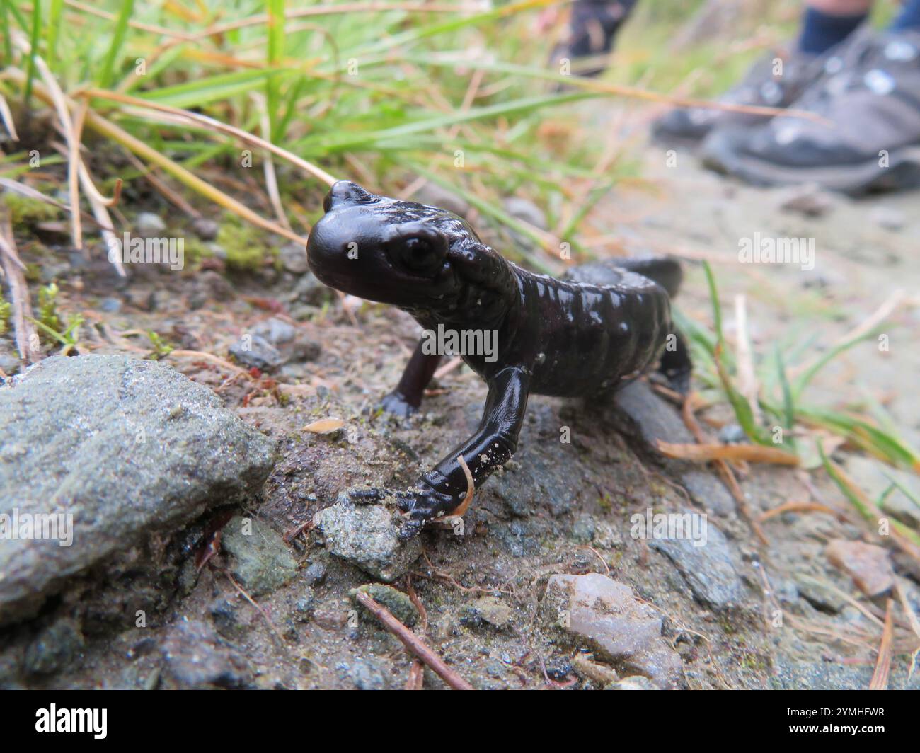 Alpine Salamander (Salamandra atra Stock Photo - Alamy