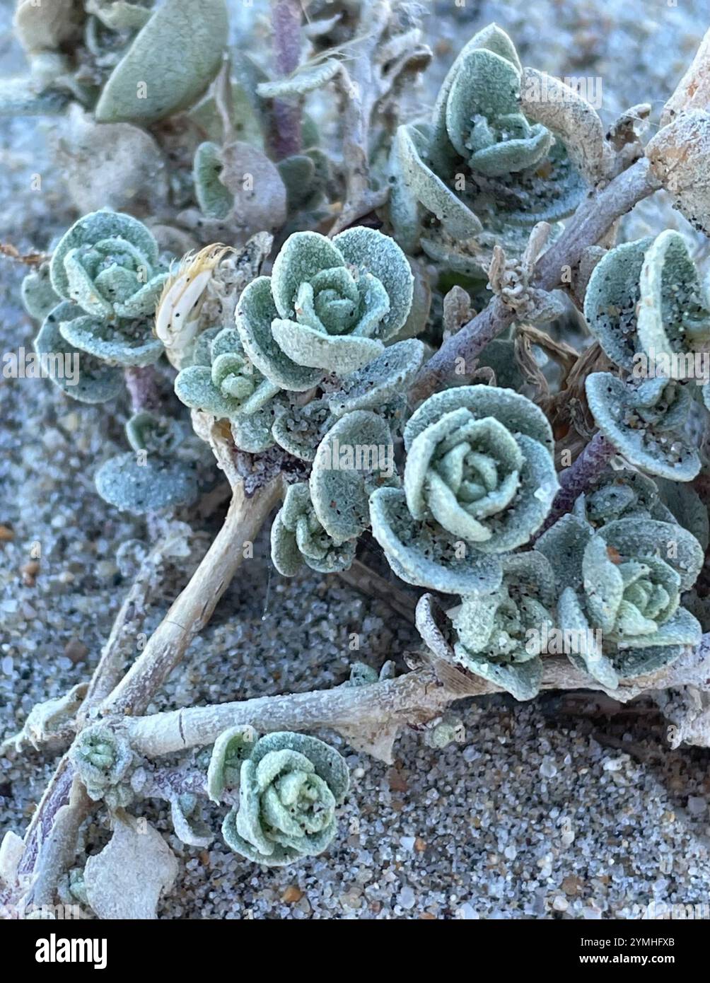 beach saltbush (Atriplex leucophylla Stock Photo - Alamy