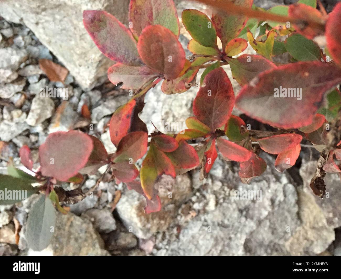 European barberry (Berberis vulgaris Stock Photo - Alamy