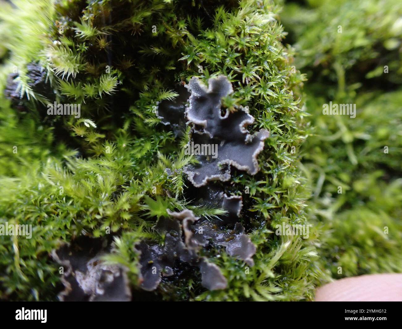 tree pelt lichen (Peltigera collina Stock Photo - Alamy