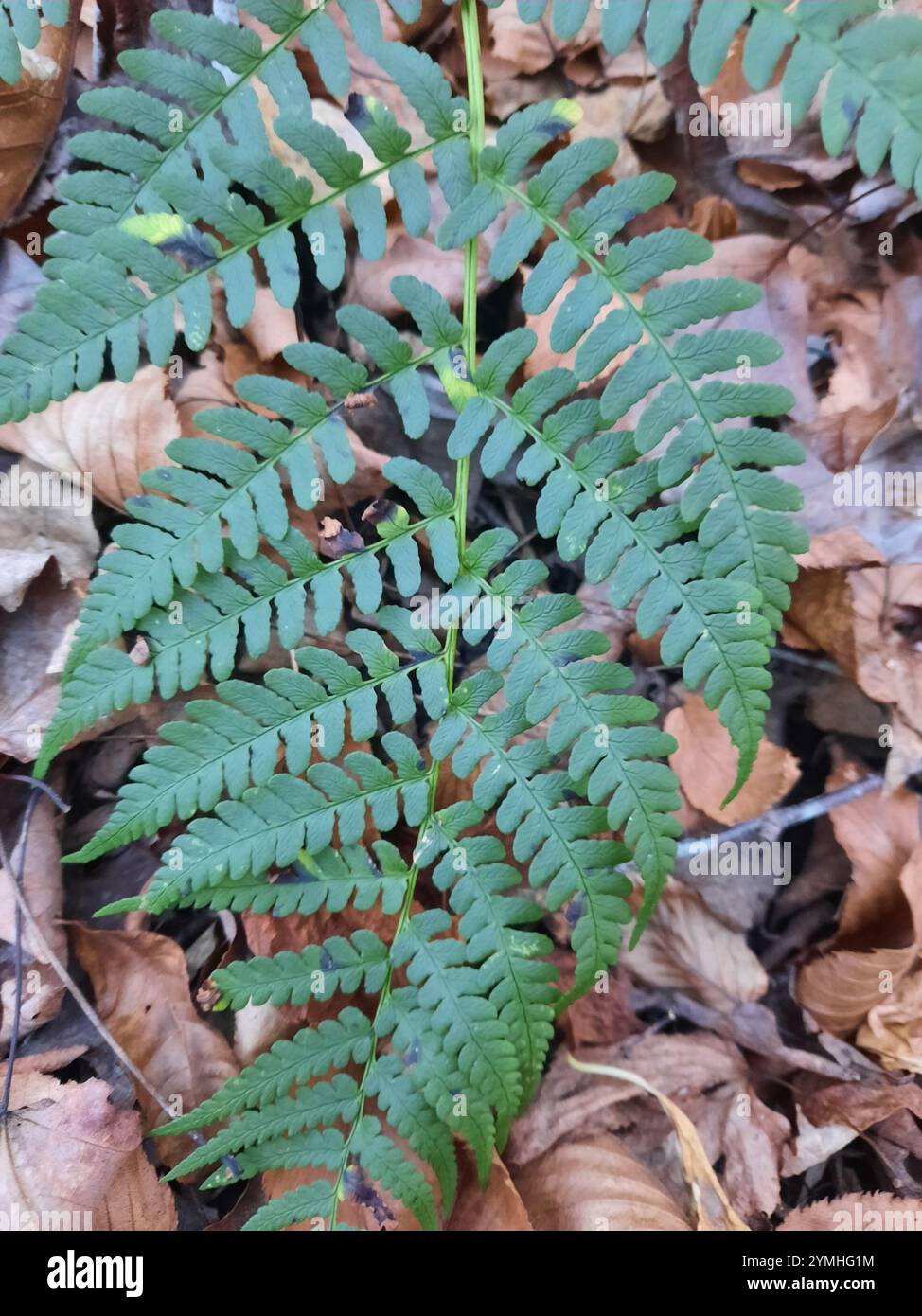 marginal wood fern (Dryopteris marginalis Stock Photo - Alamy