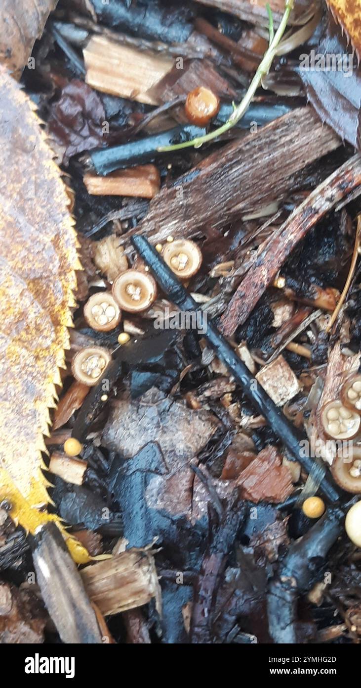 bird's nest fungi (Nidulariaceae Stock Photo - Alamy