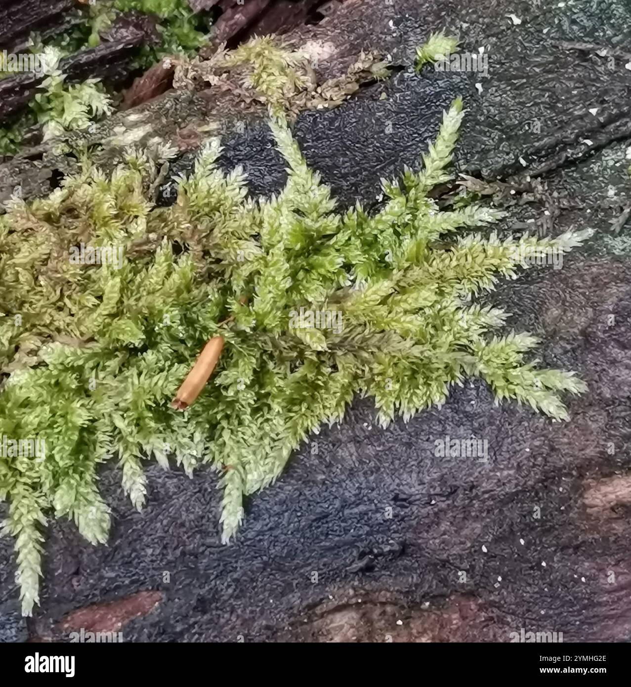 Rough-stalked Feather-moss (Brachythecium rutabulum Stock Photo - Alamy