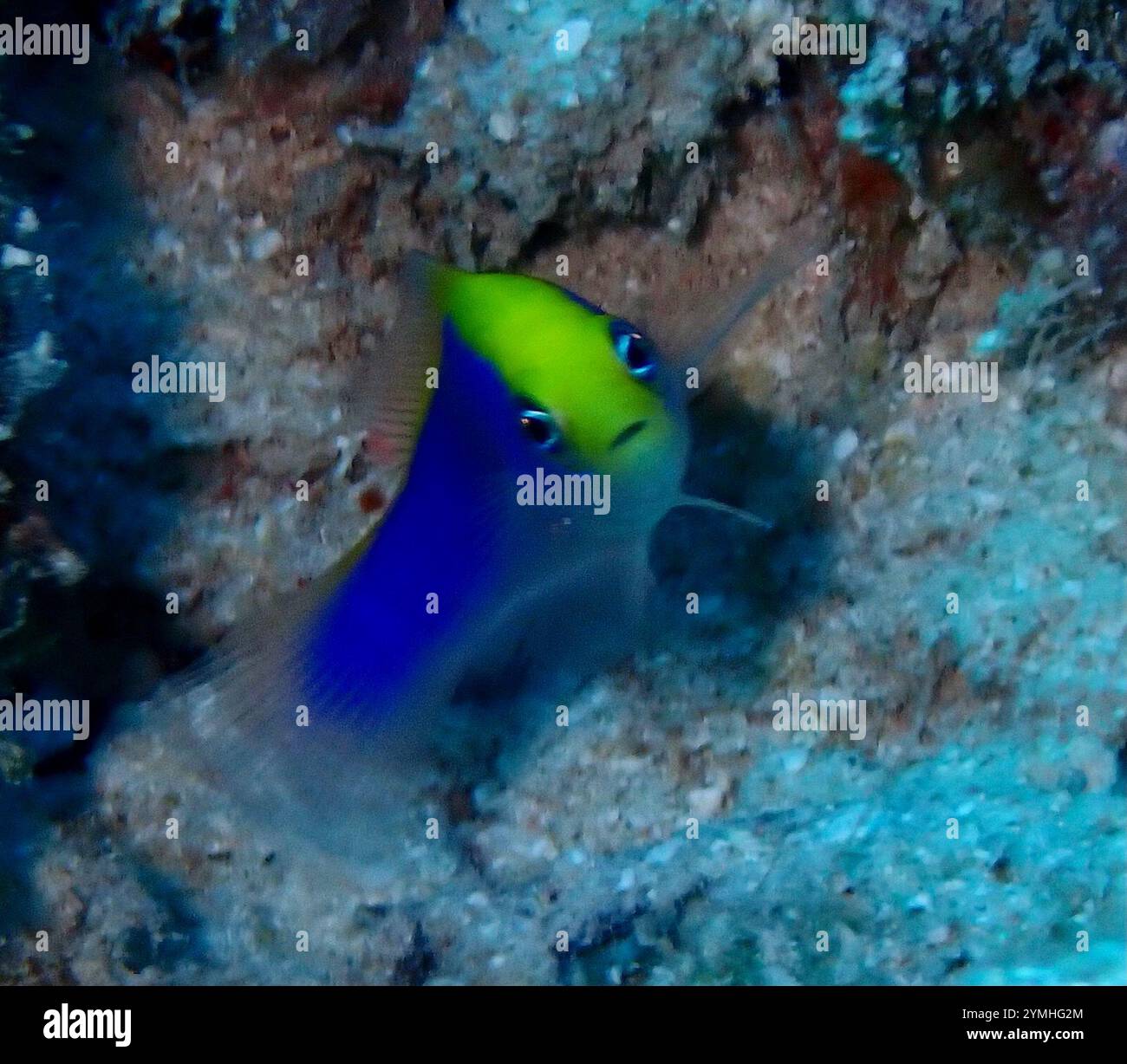 Sunrise Dottyback (Pseudochromis flavivertex Stock Photo - Alamy