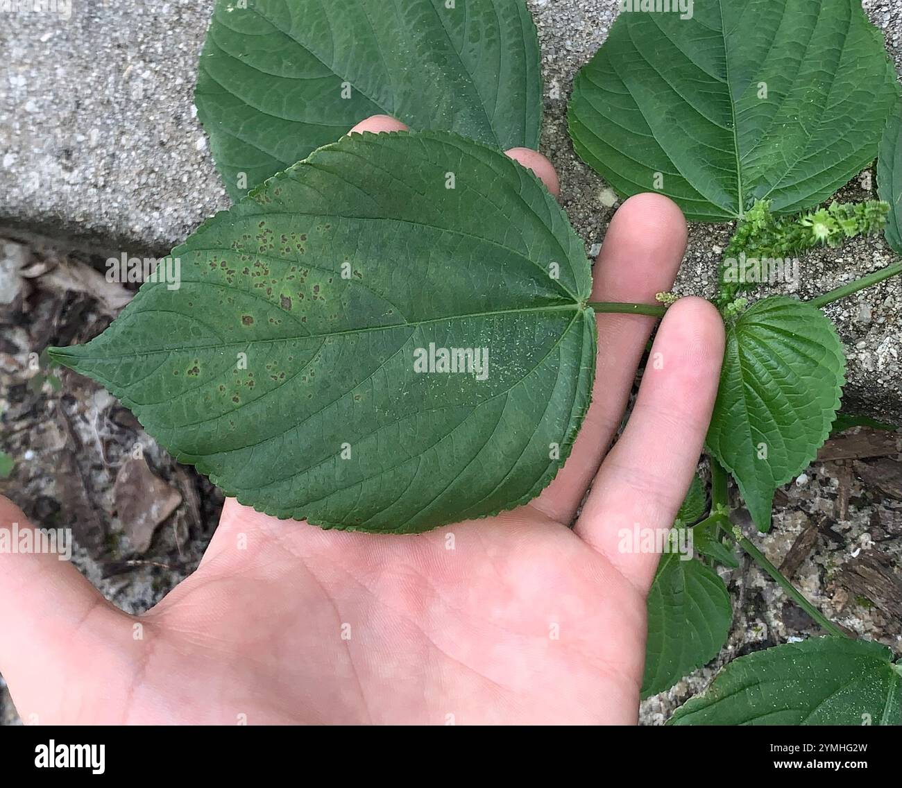 Cuban copperleaf (Acalypha setosa Stock Photo - Alamy