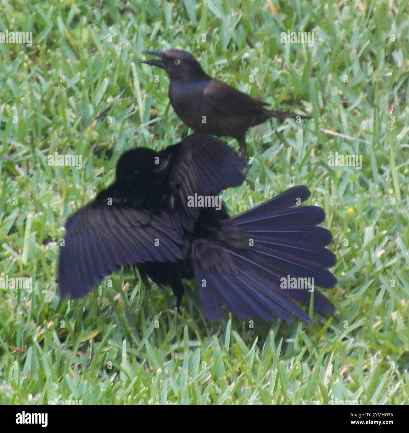 Common Grackle (Quiscalus quiscula Stock Photo - Alamy
