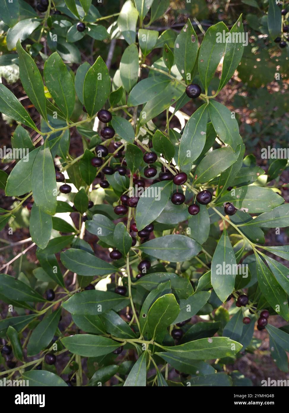 gallberry (Ilex glabra Stock Photo - Alamy
