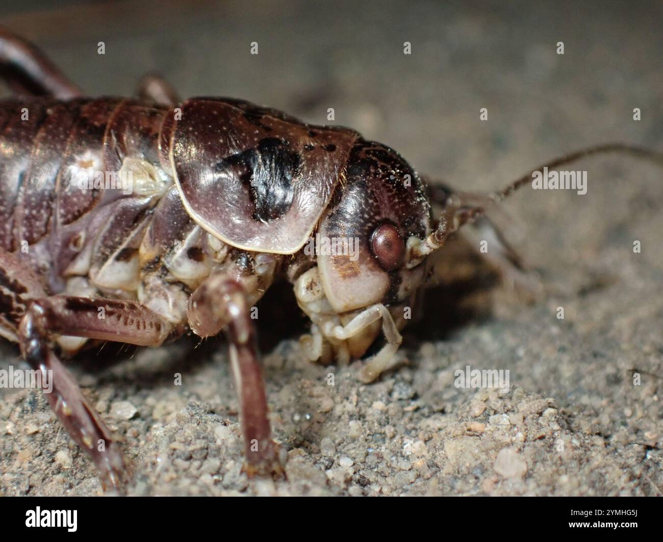 Great Grig (Cyphoderris monstrosa Stock Photo - Alamy