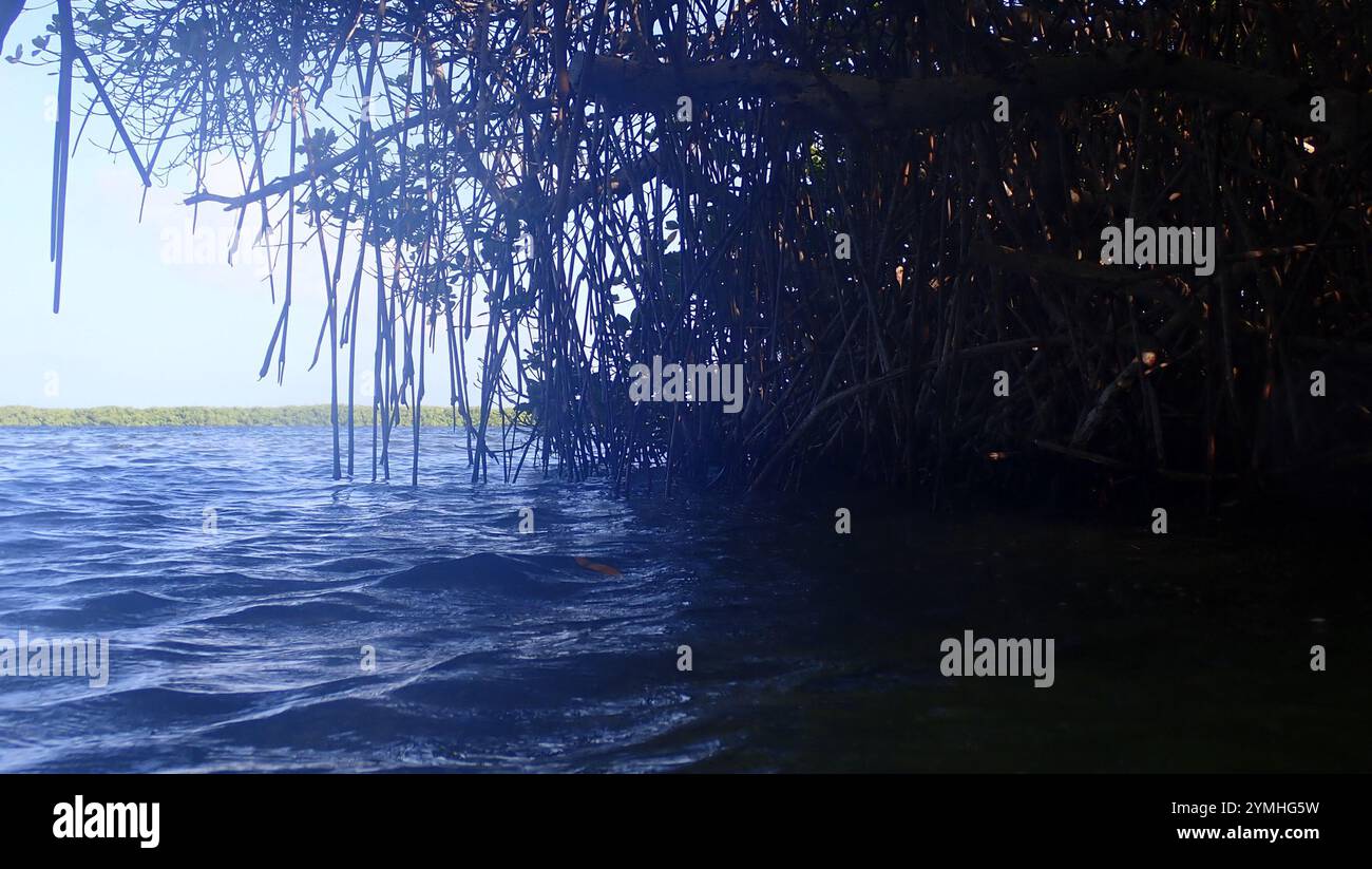red mangrove (Rhizophora mangle Stock Photo - Alamy