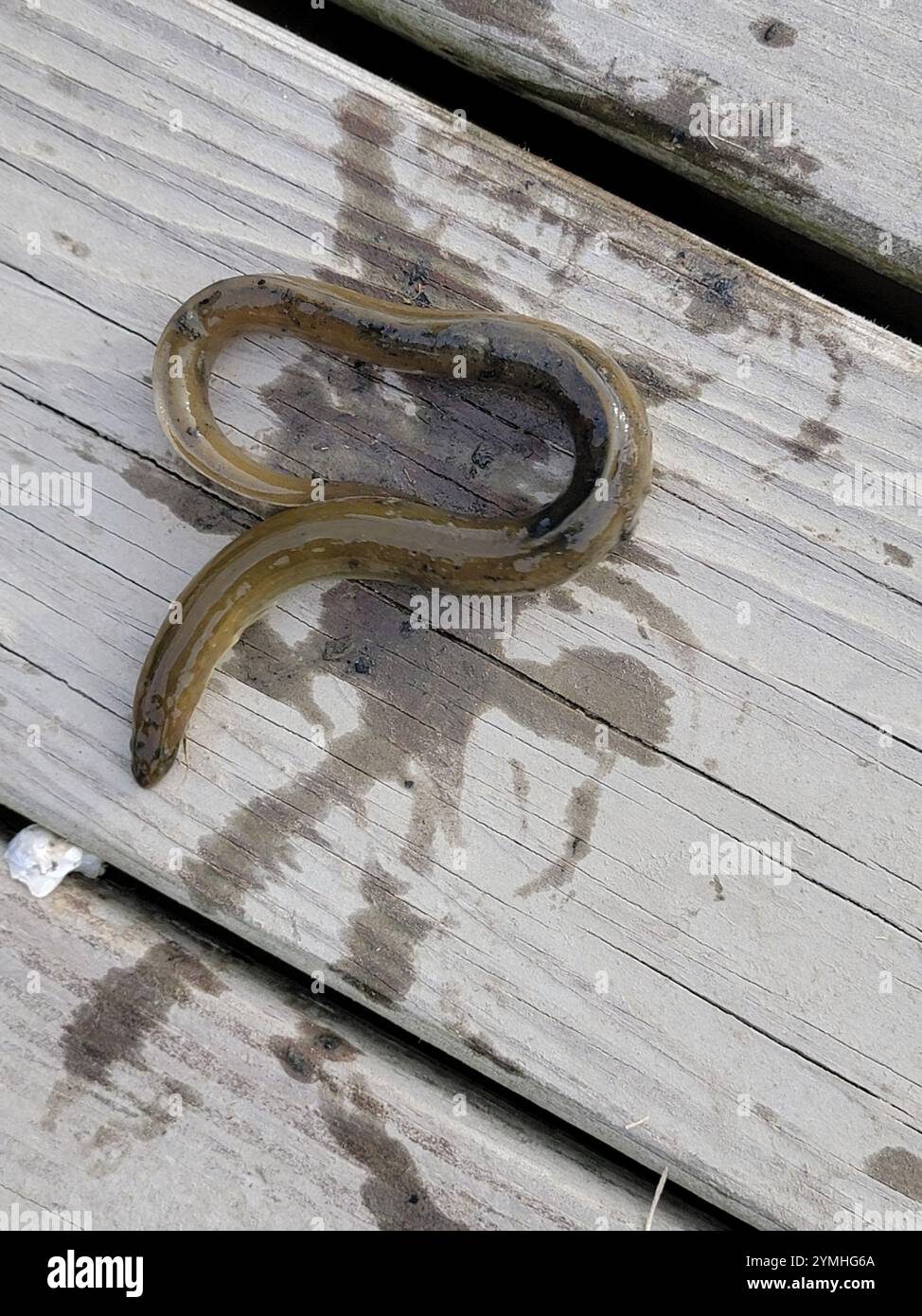 American Eel (Anguilla rostrata Stock Photo - Alamy