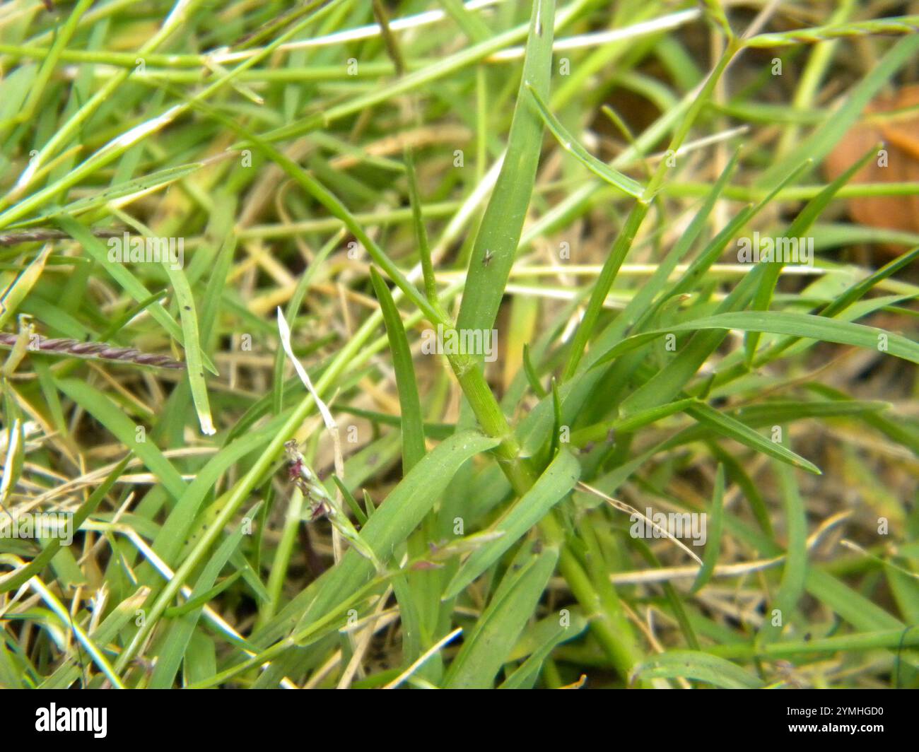 Bermuda grass (Cynodon dactylon Stock Photo - Alamy