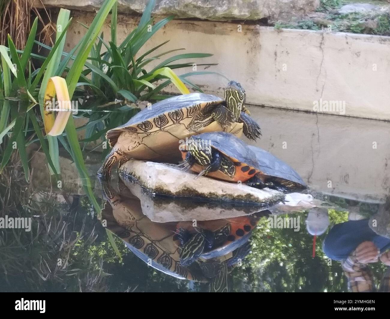 Texas Cooter (Pseudemys texana Stock Photo - Alamy