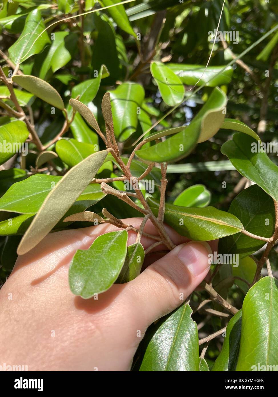 Jamaican caper (Quadrella cynophallophora Stock Photo - Alamy
