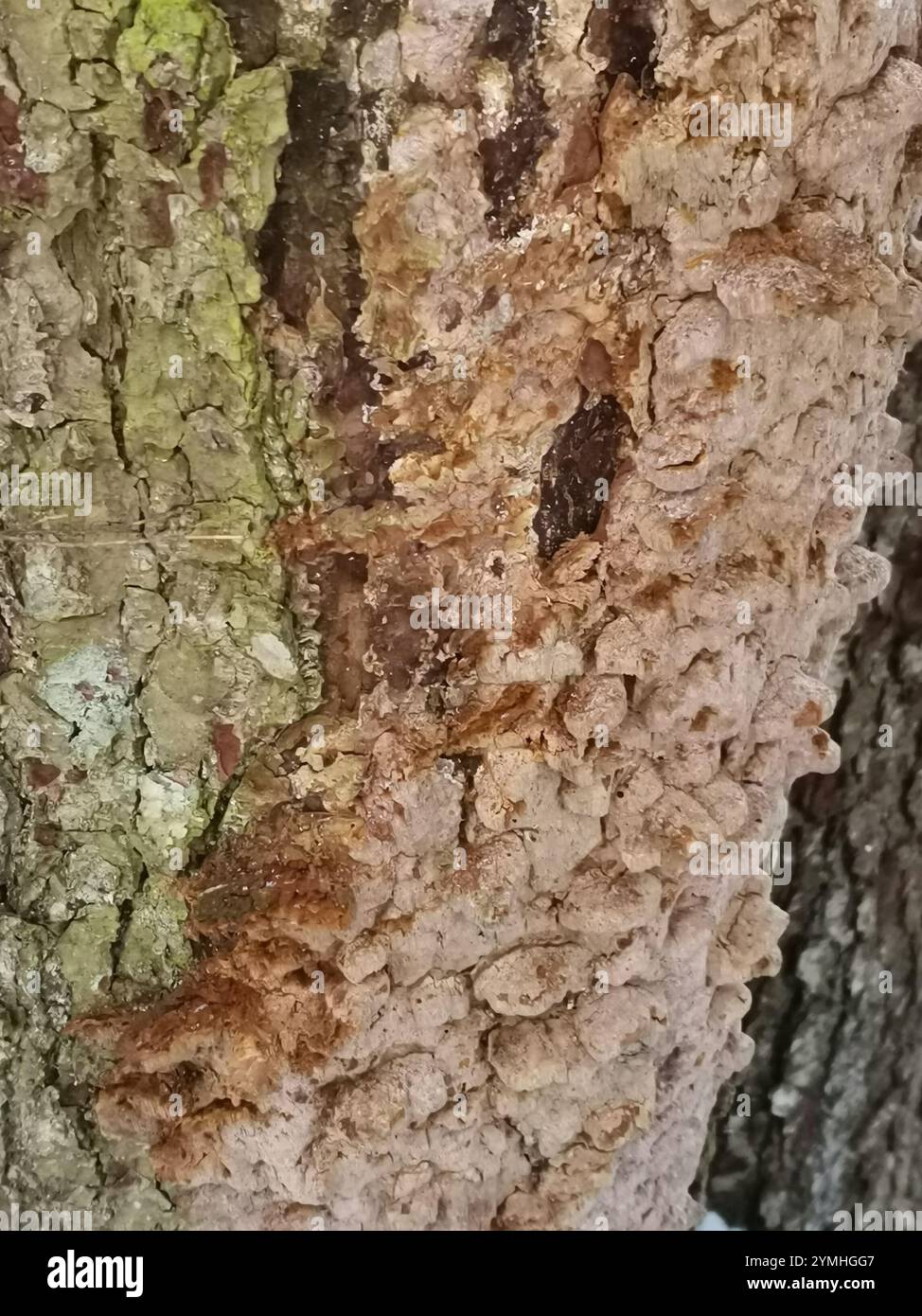 Alder Bracket (Mensularia radiata Stock Photo - Alamy