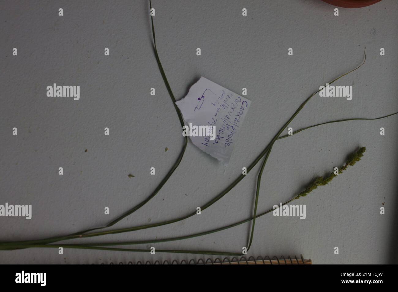 fox sedge (Carex vulpinoidea Stock Photo - Alamy