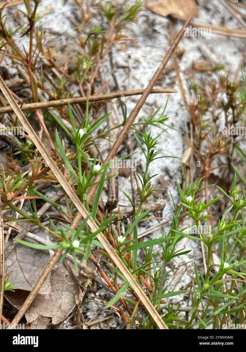 Rust Weed (Polypremum procumbens Stock Photo - Alamy