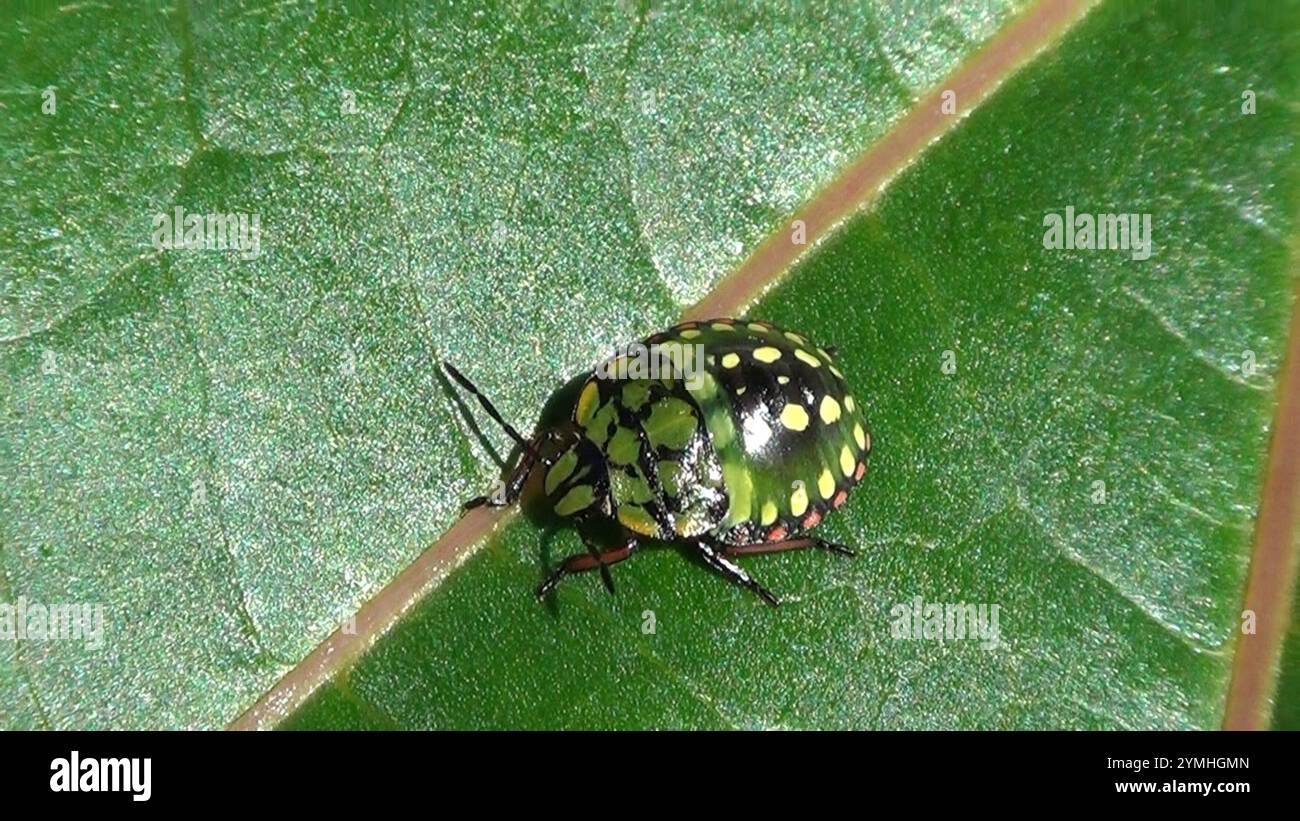 Southern Green Stink Bug (Nezara viridula Stock Photo - Alamy