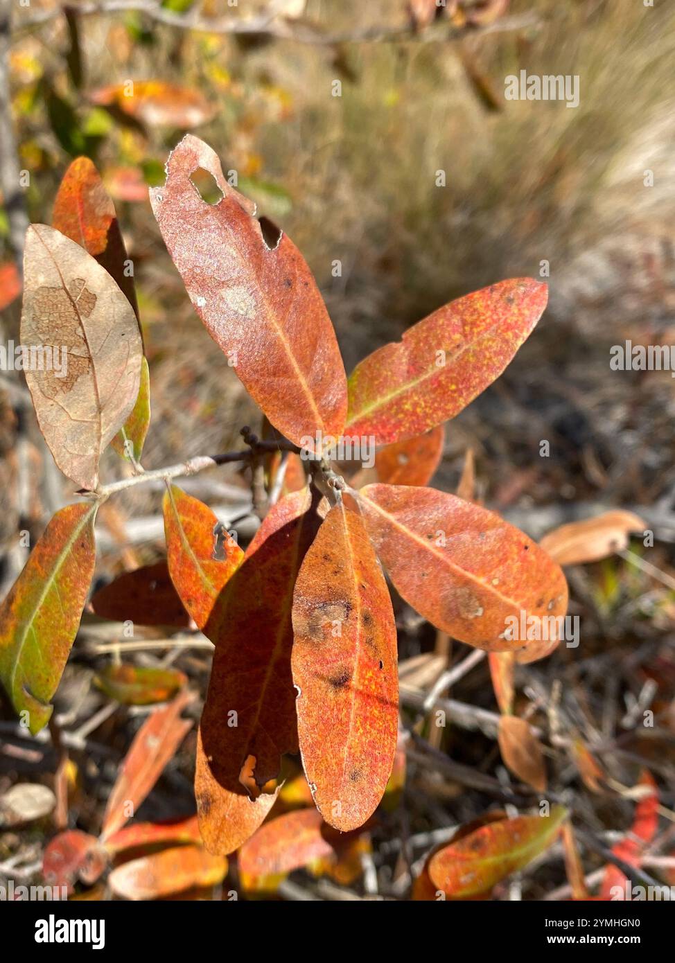 bluejack oak (Quercus incana Stock Photo - Alamy