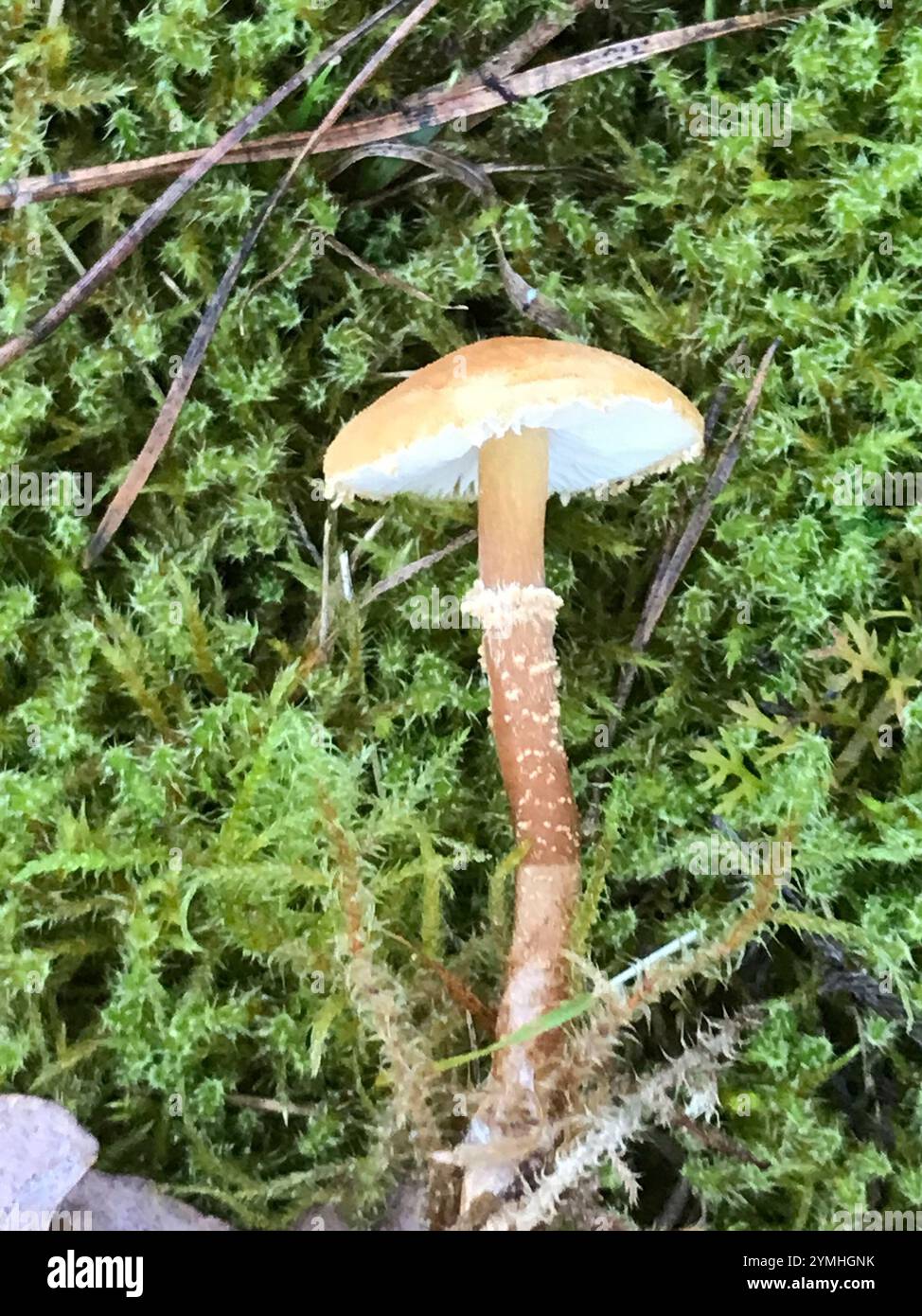 Earthy Powdercap (Cystoderma amianthinum Stock Photo - Alamy