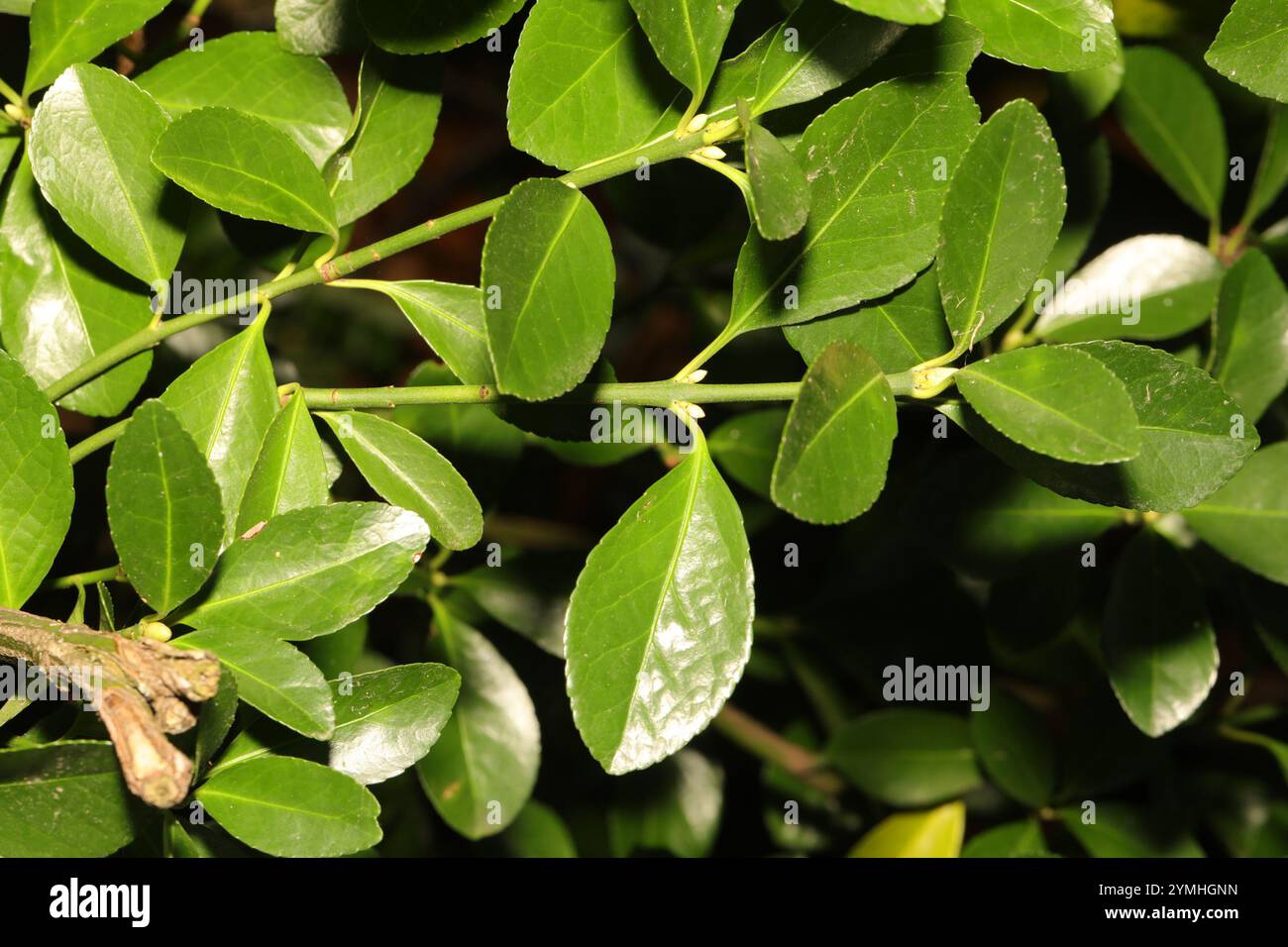 Japanese spindle tree (Euonymus japonicus Stock Photo - Alamy