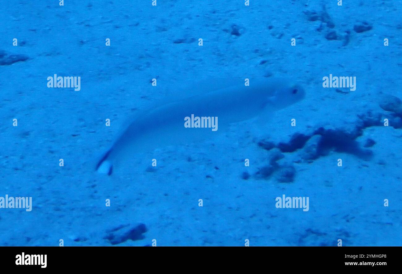 Flagtail Blanquillo (Malacanthus brevirostris Stock Photo - Alamy