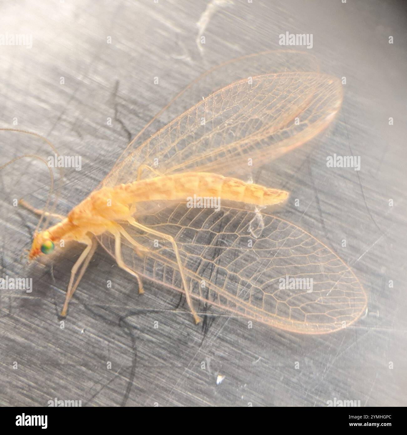 common green lacewings (Chrysoperla Stock Photo - Alamy